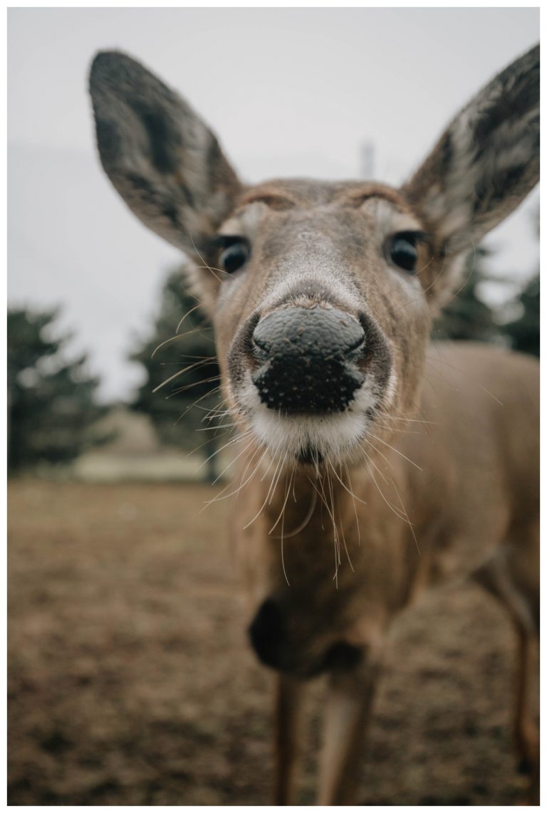 Deer Farm - Jag Lever - I Live